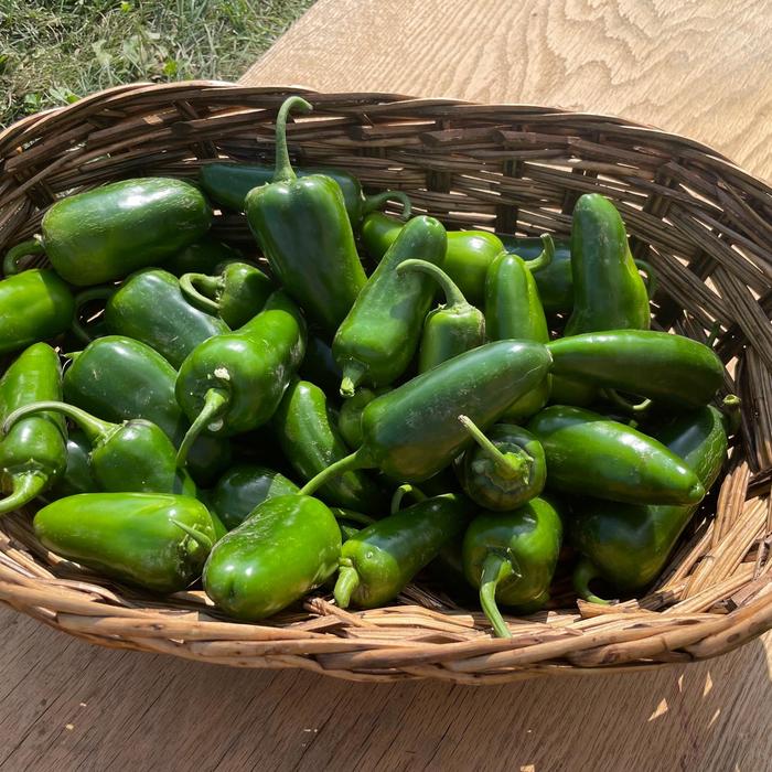 Capsicum annuum | Compadre Jalapeno Pepper | Wilson Farm, Inc.